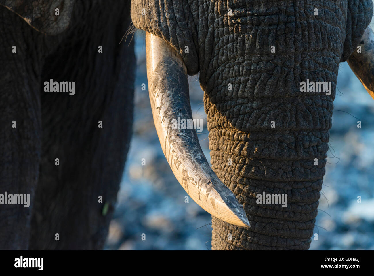 Dirty tusks hi-res stock photography and images - Alamy