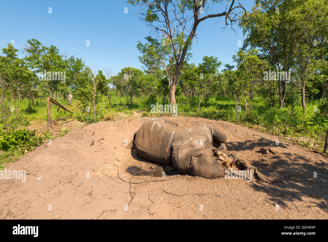 A dead African elephant seen in Zimbabwe's Zambezi National Park Stock ...