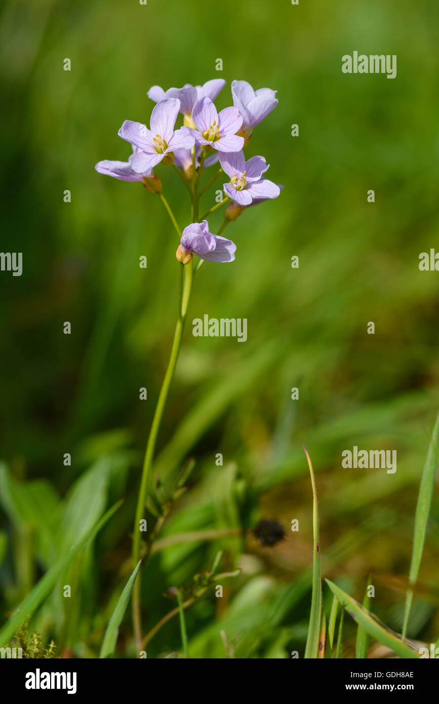 Cuckooflower, Ladys-smock, Cardamine pratensis, wildflower, Dumfries ...