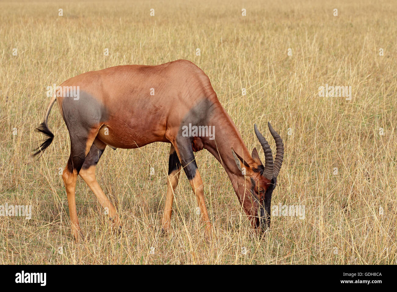 A topi antelope (Damaliscus korrigum) grazing, Masai Mara National ...