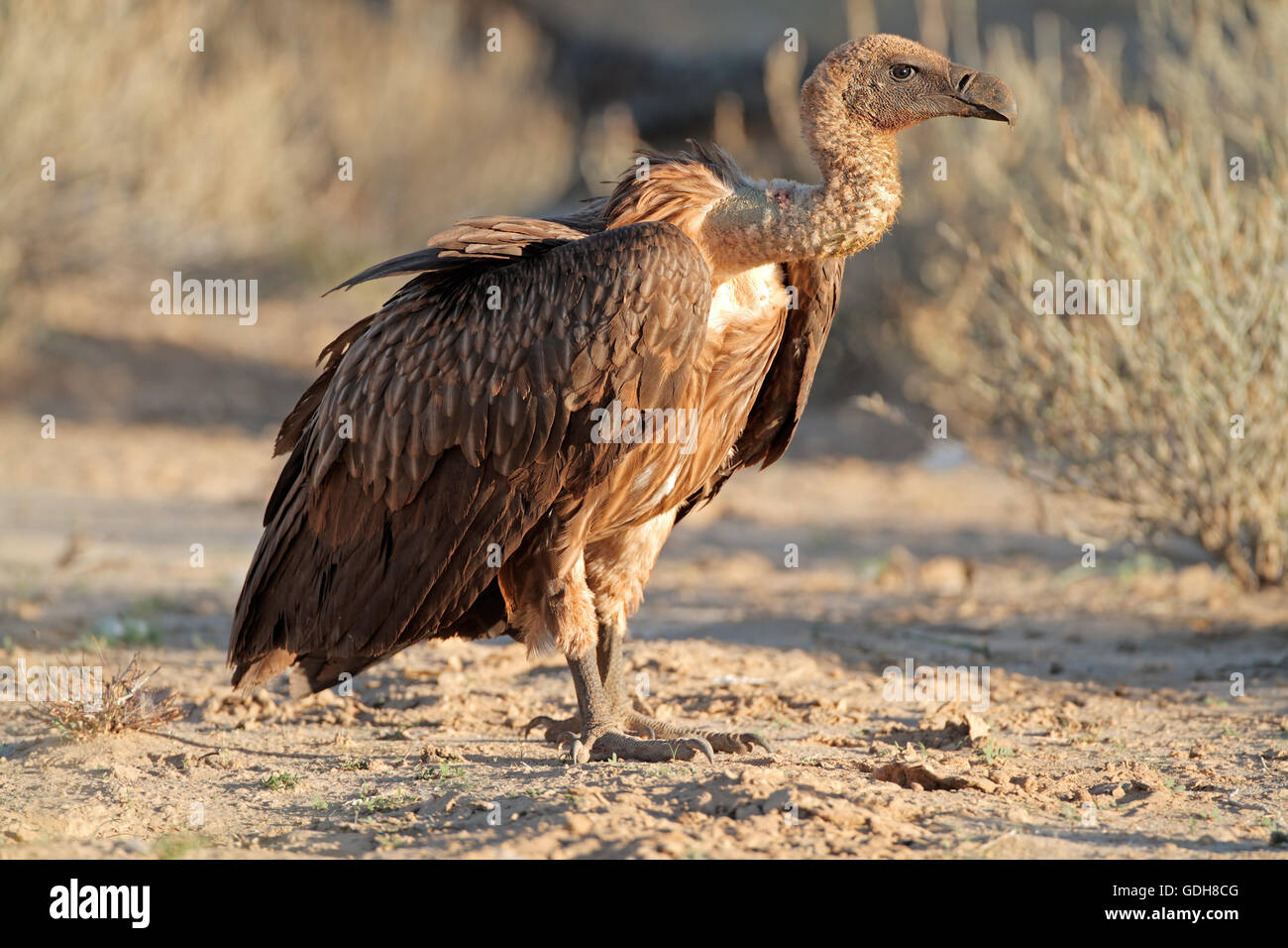 A white-backed vulture (Gyps africanus) sitting on the ground, South ...