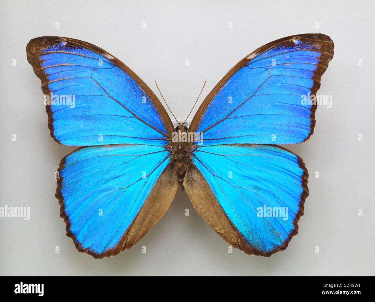 Menelaus Blue Morpho (Morpho menelaus) isolated Stock Photo - Alamy