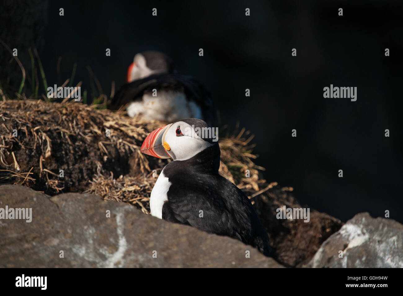 Iceland: puffins at the promontory of Dyrholaey, home to a large puffin ...