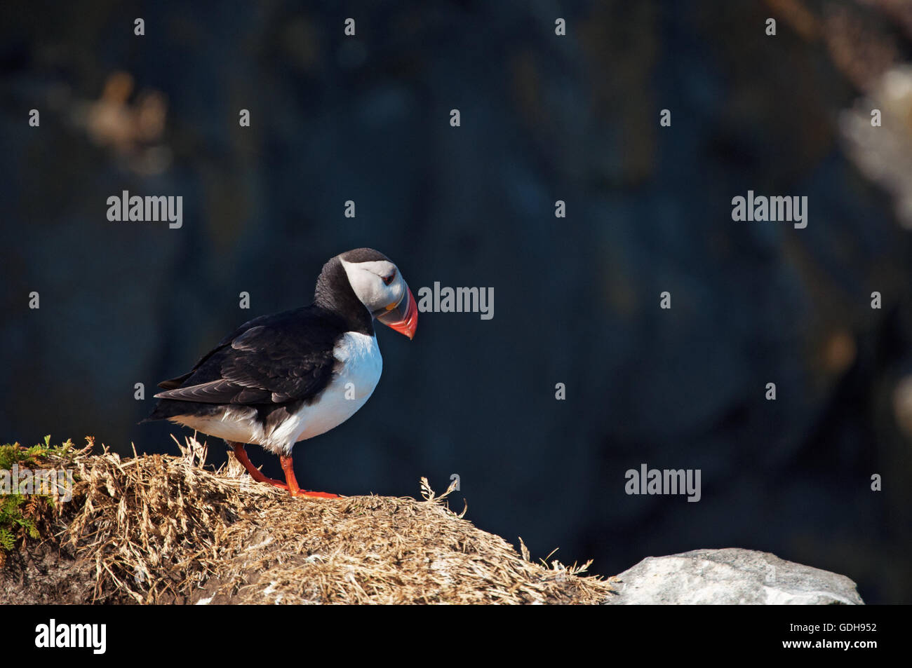 Puffin coloured beak hi-res stock photography and images - Alamy
