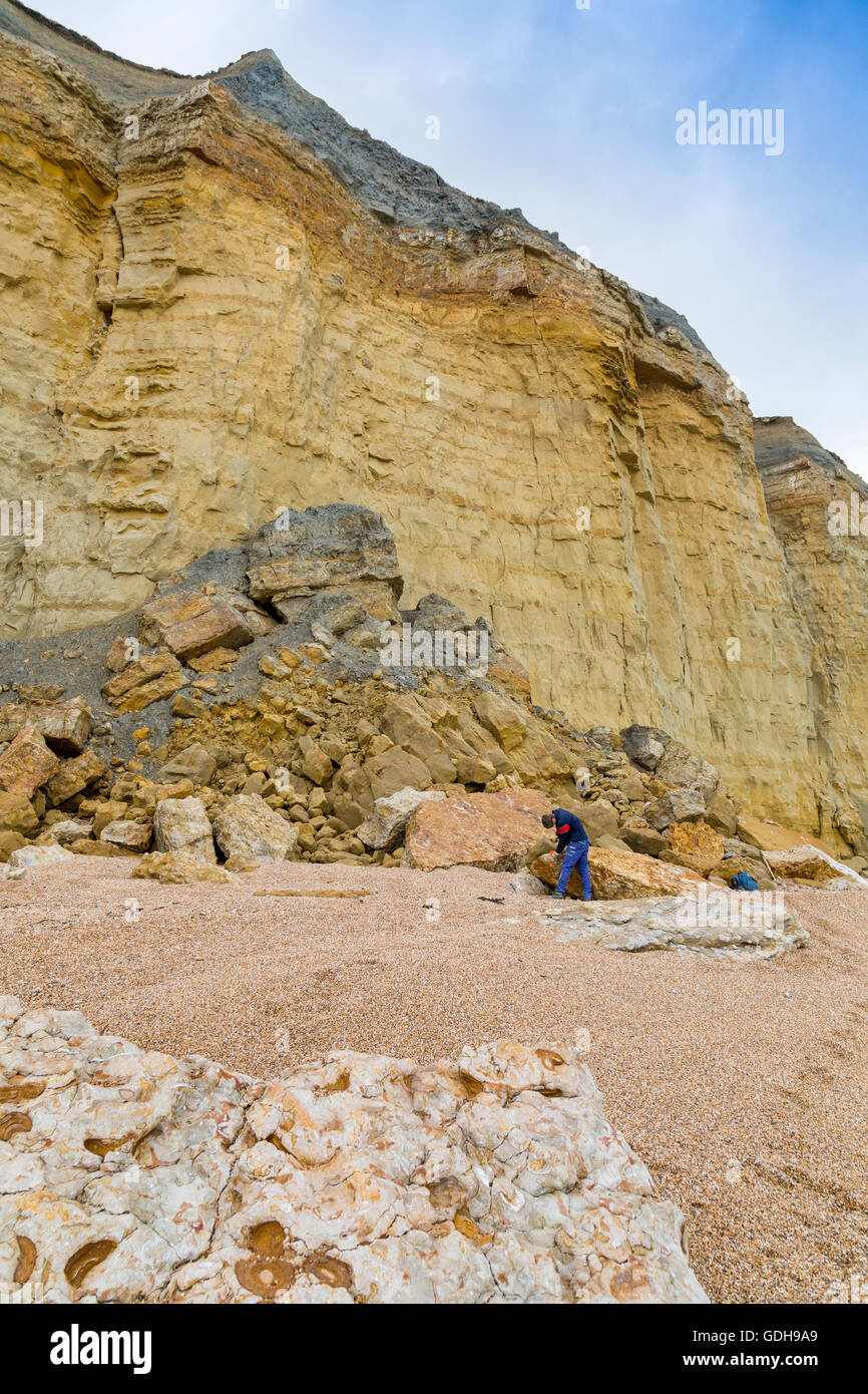 A fossil hunter searches cliffs falls after winter storms at Burton ...