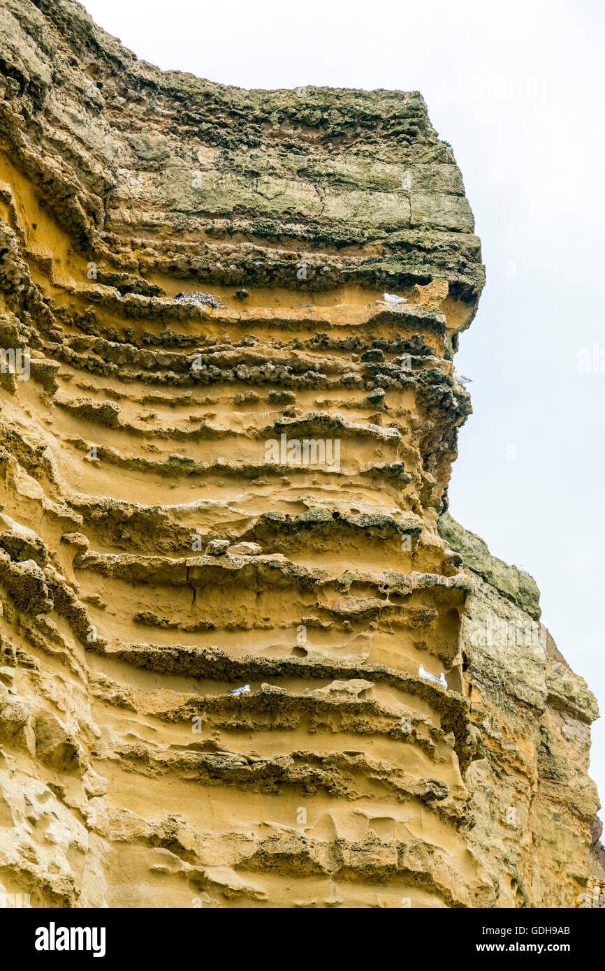 Seabirds of the british coast hi-res stock photography and images - Alamy