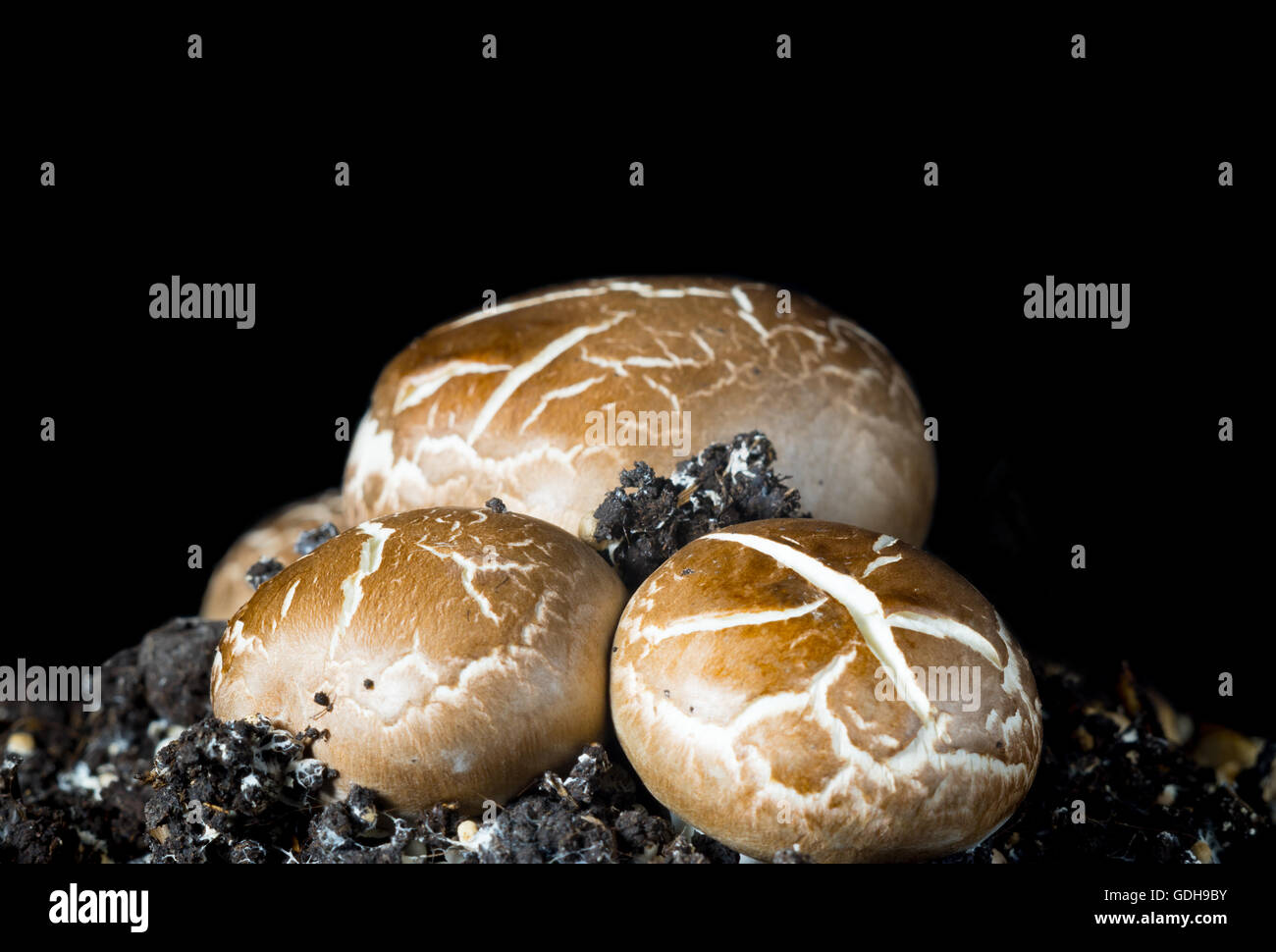 Brown champignons mushrooms growing hi-res stock photography and images ...
