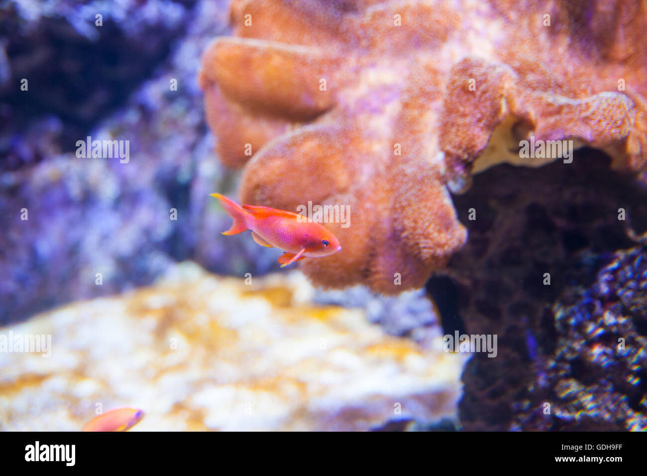 View of Red fish in the aquarium Stock Photo - Alamy