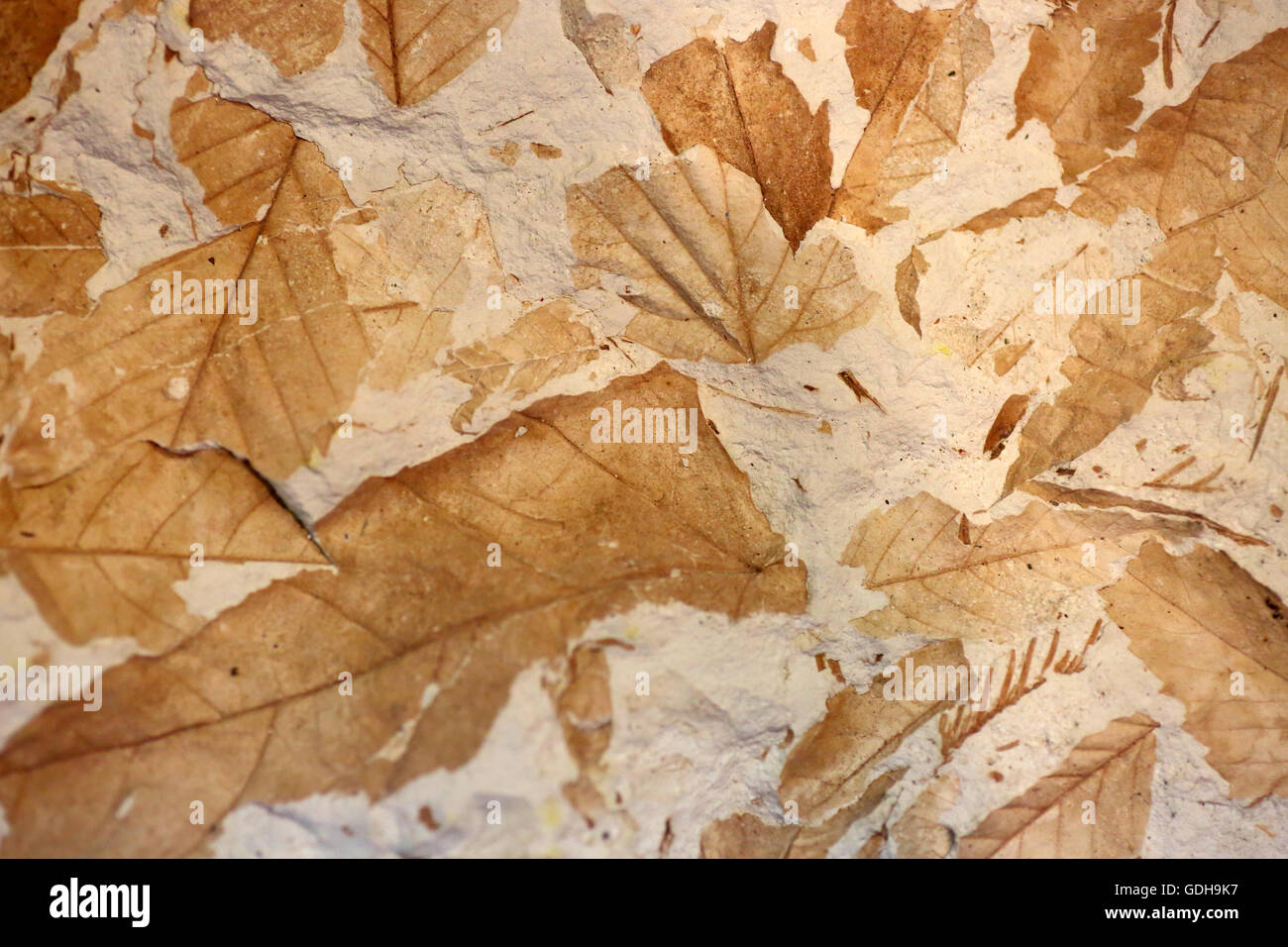 Fossil of Chinese chestnut leaf (Castanea mollissima Stock Photo - Alamy