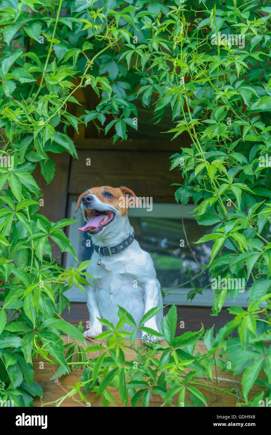 Smiling dog on treehouse. Summer time! Stock Photo - Alamy