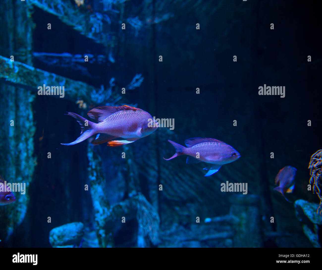 View of Swallowtail seaperch in the aquarium Stock Photo - Alamy