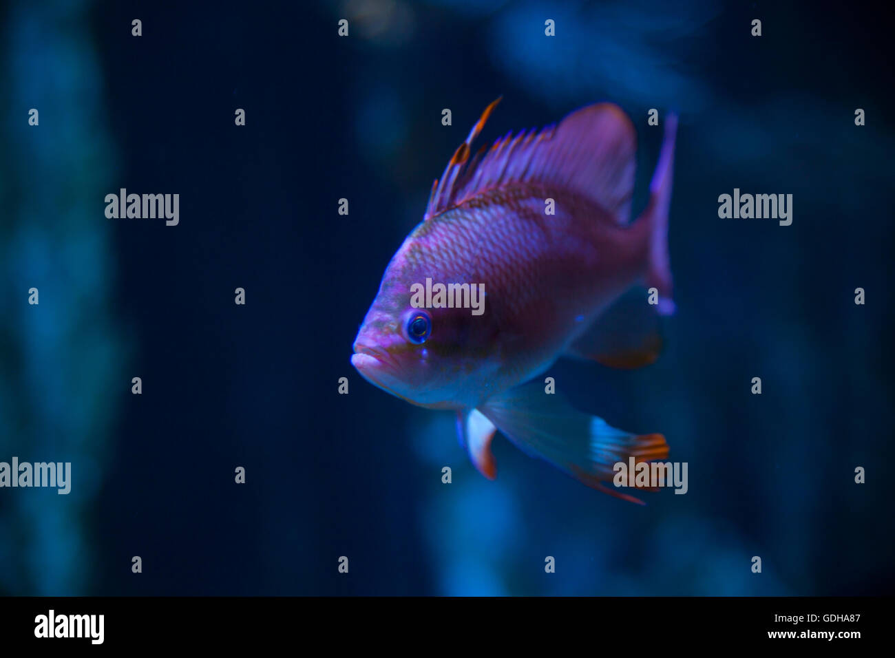 View of Swallowtail seaperch in the aquarium Stock Photo - Alamy