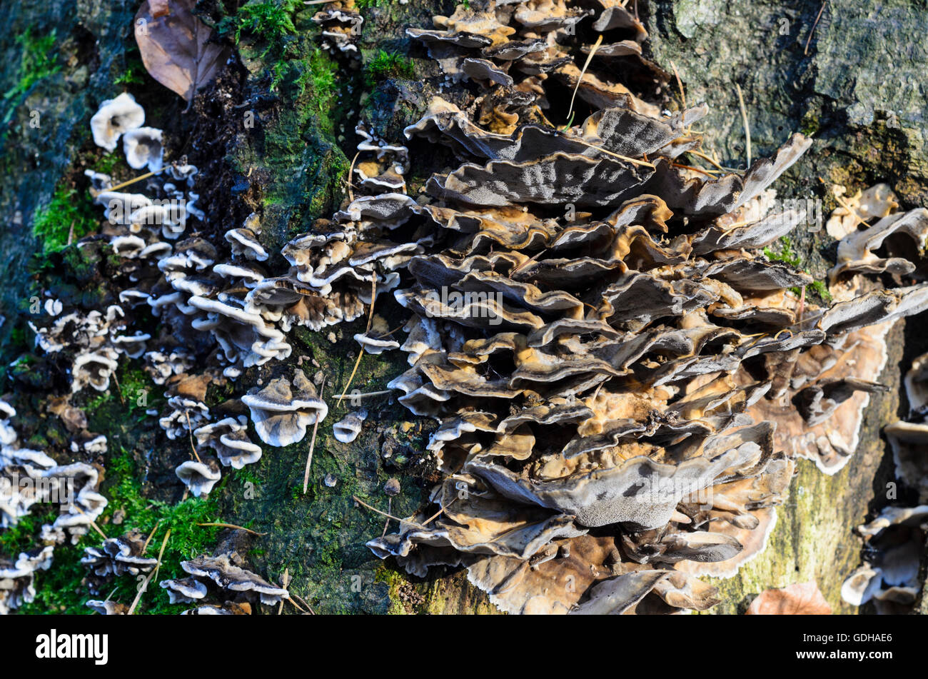 Gablitz: tree fungus in Nature Reserve Troppberg, Austria ...