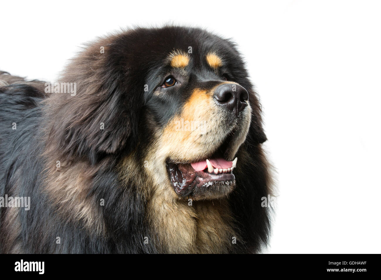 A Large Breed Of Dogs Tibetan Mastiff