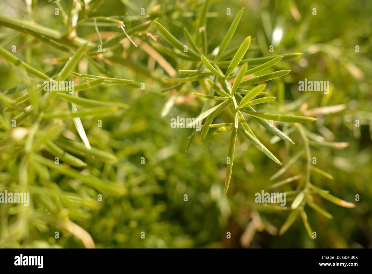 The Beautiful natural green color Stock Photo - Alamy