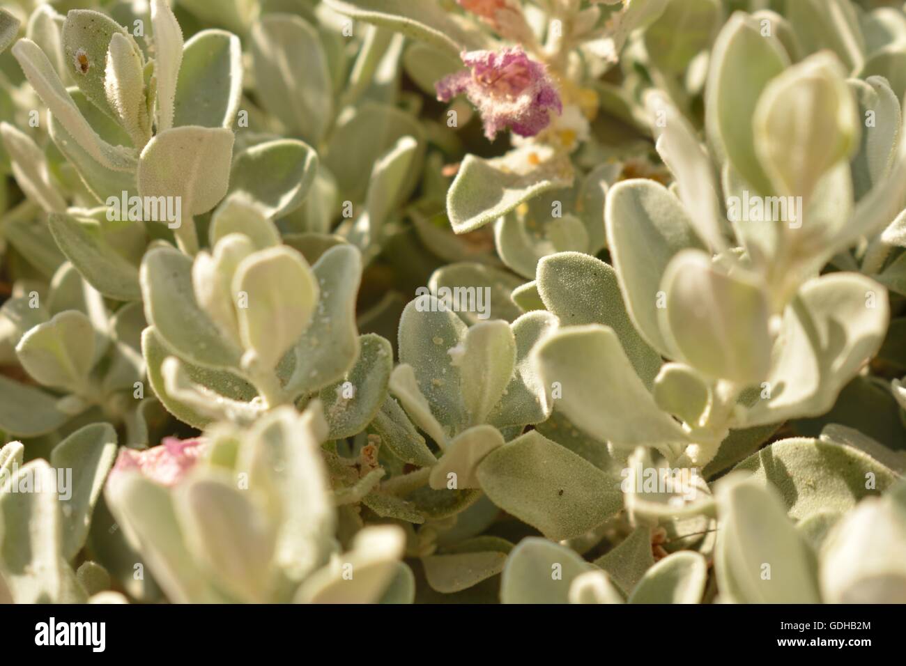 Harmony plants hi-res stock photography and images - Alamy