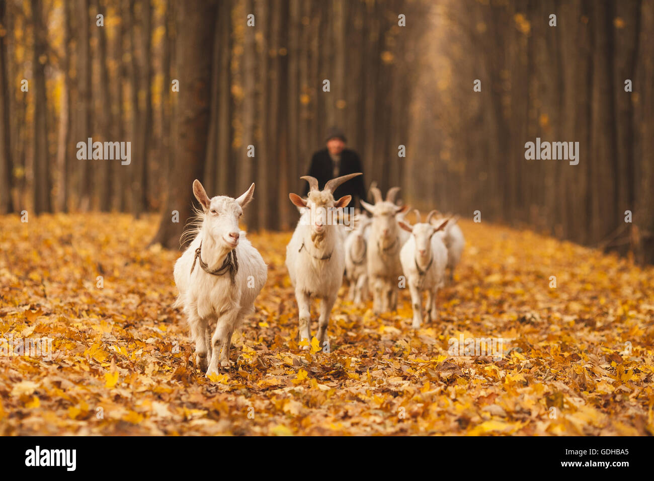 Group large horned domestic goats hi-res stock photography and images ...