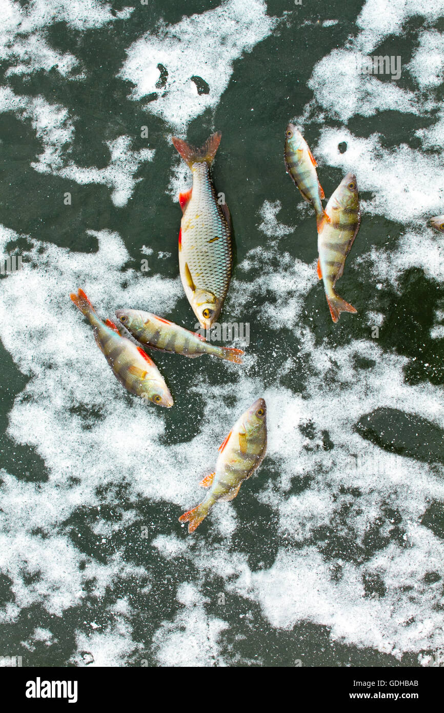 caught fish on ice Stock Photo - Alamy