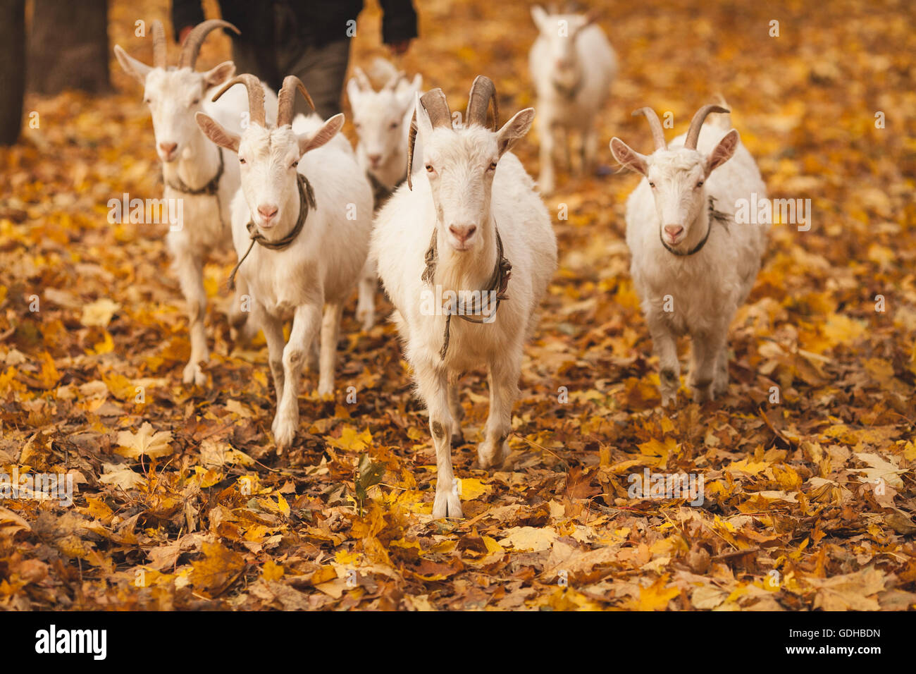 Group large horned domestic goats hi-res stock photography and images ...