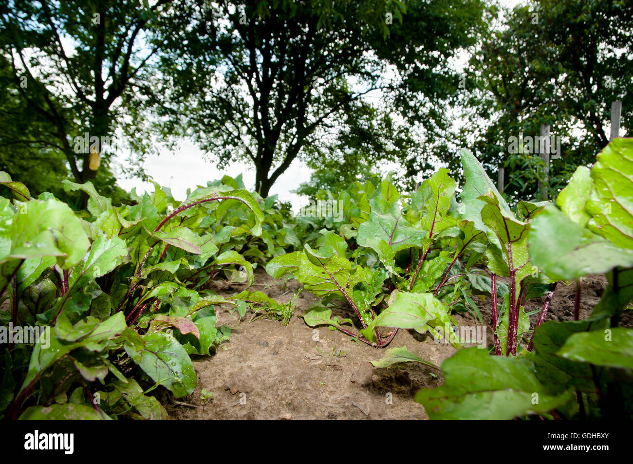 Beetroot plants outdoors hi-res stock photography and images - Alamy