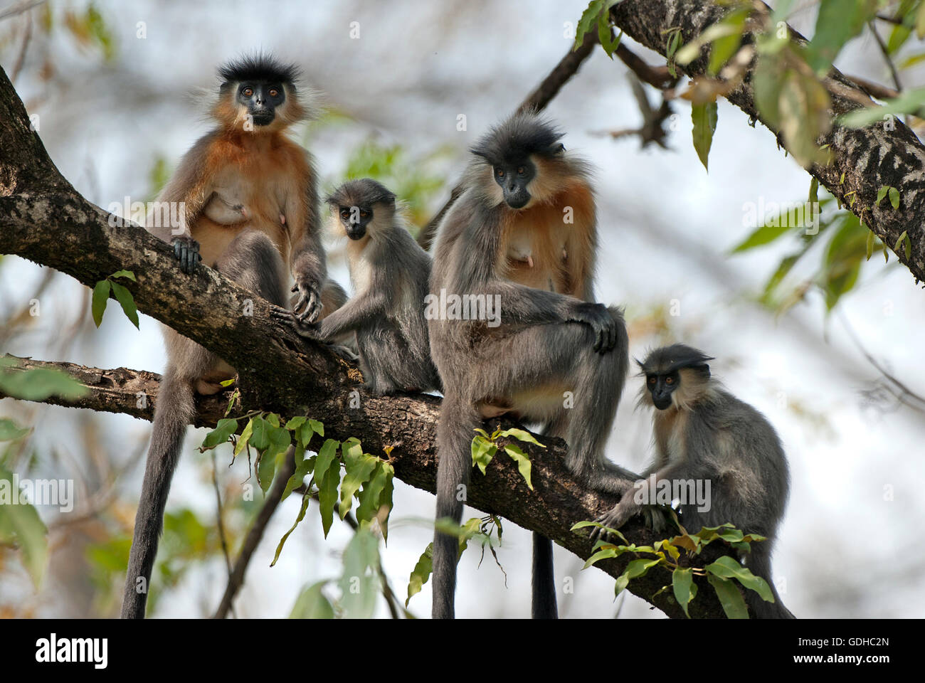 Capped langur hi-res stock photography and images - Alamy