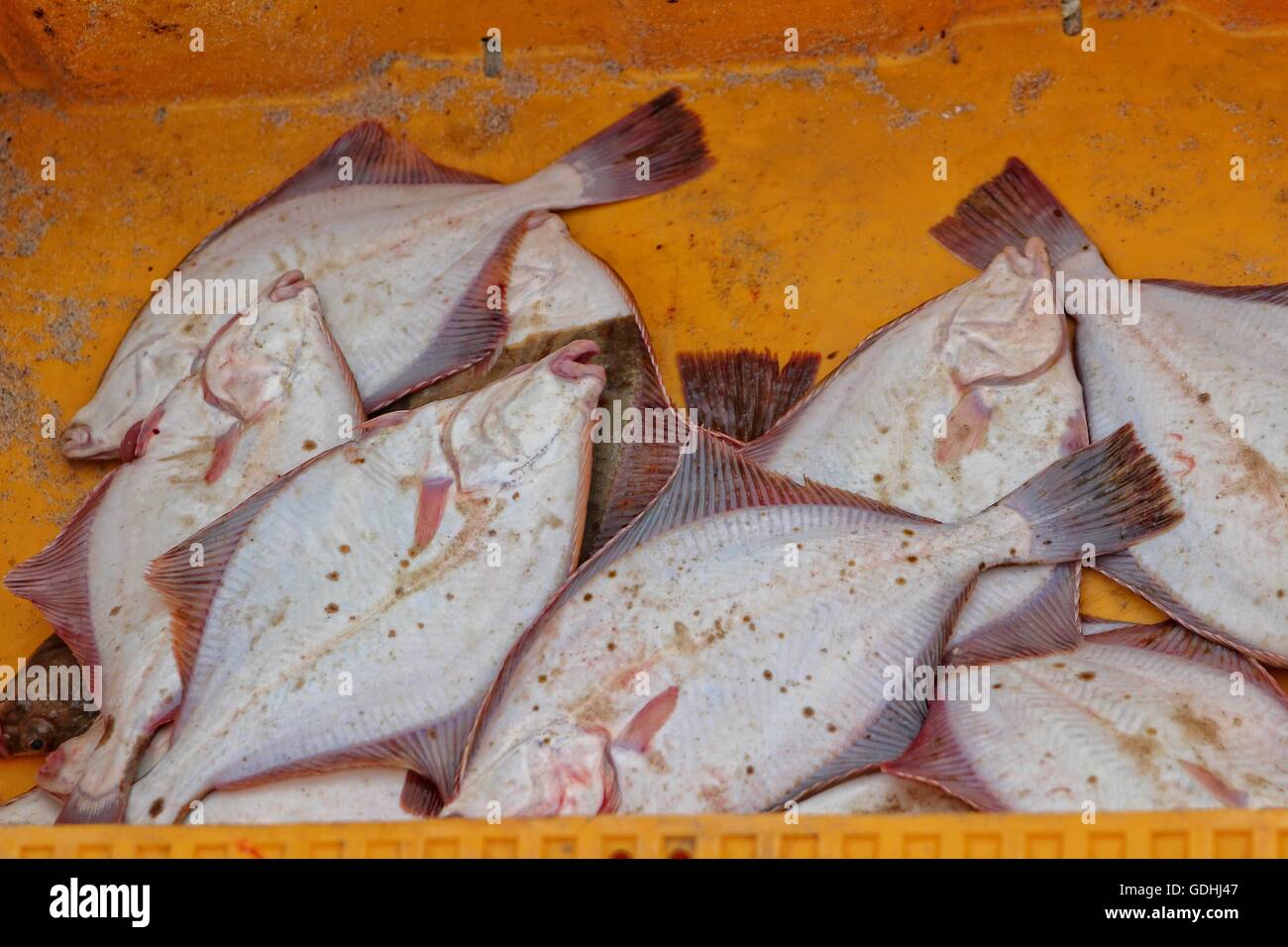 Piaski, Poland 17th, July 2016 Fishermen in Piaski return from the ...