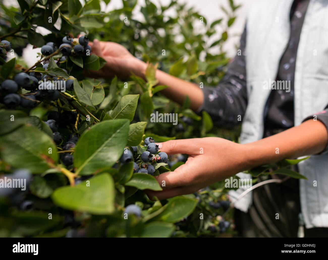 Harvest helpers pluck blueberries on a blueberry plantation near ...