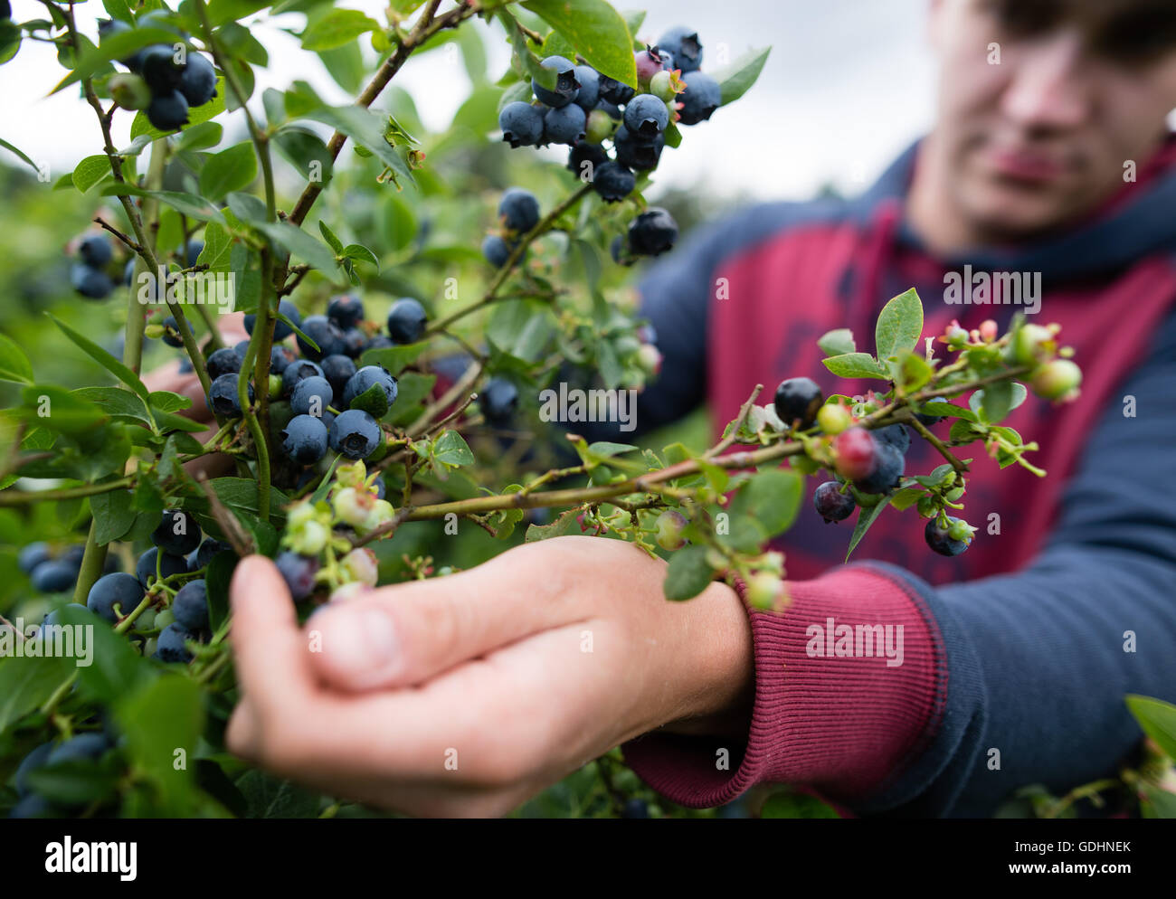 Blueberry plantation hi-res stock photography and images - Alamy