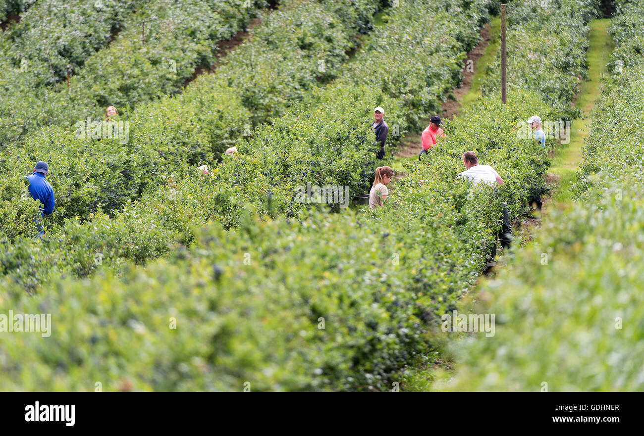 Harvest helpers pluck blueberries on a blueberry plantation near ...