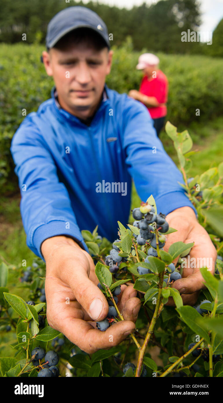 Blueberry plantation hi-res stock photography and images - Alamy