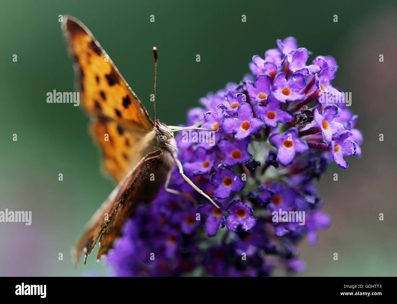 Essen, Germany. 18th July, 2016. A comma butterfly lands on a butterfly ...