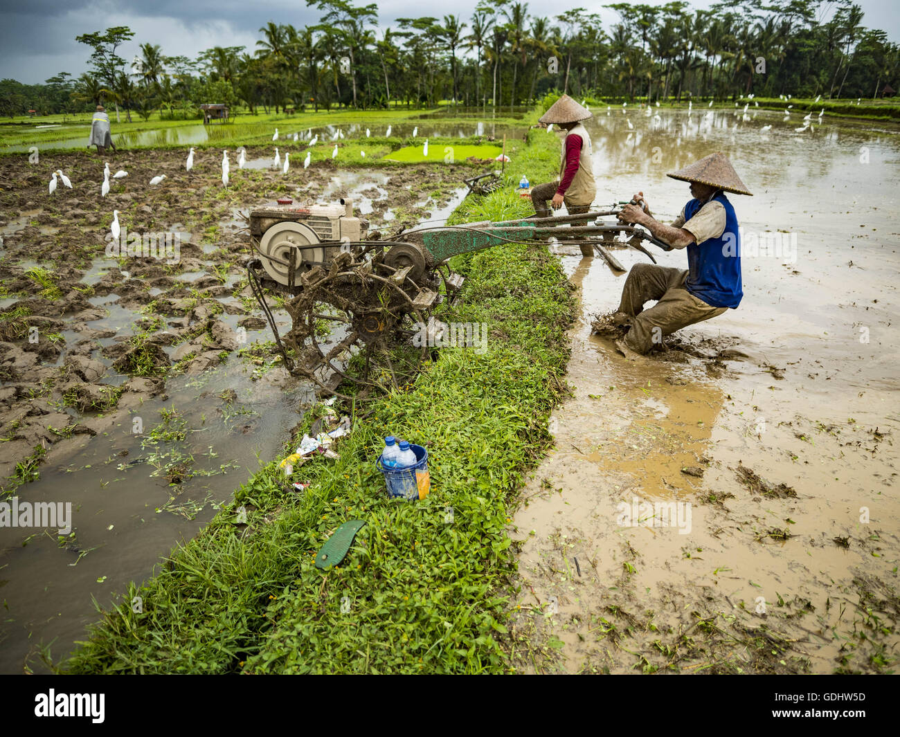 Ubud, Bali, Indonesia. 18th July, 2016. A farmer moves his tilling ...