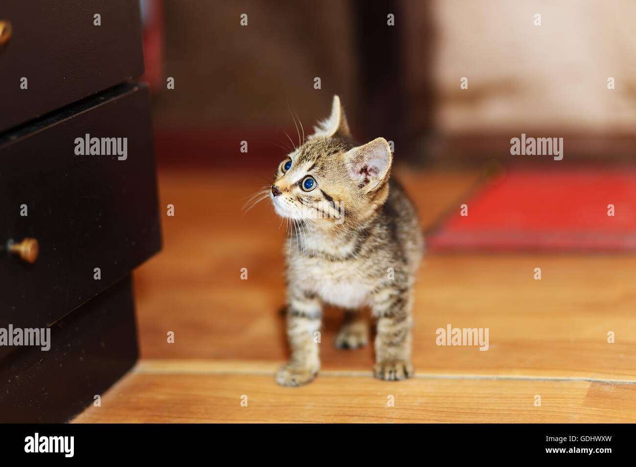 adorable sweet little kitty on wooden floor Stock Photo - Alamy