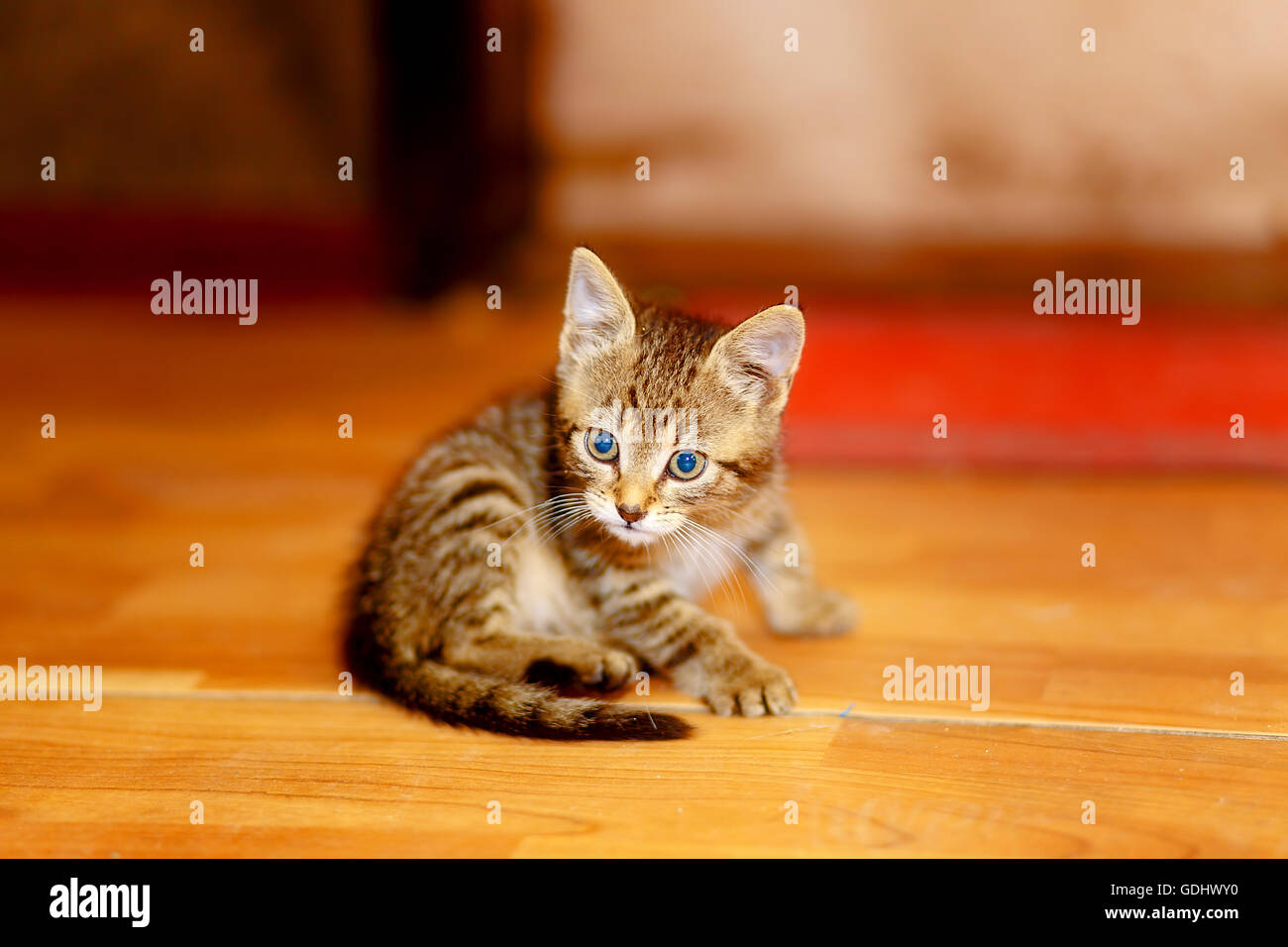 adorable sweet little kitty on wooden floor Stock Photo - Alamy