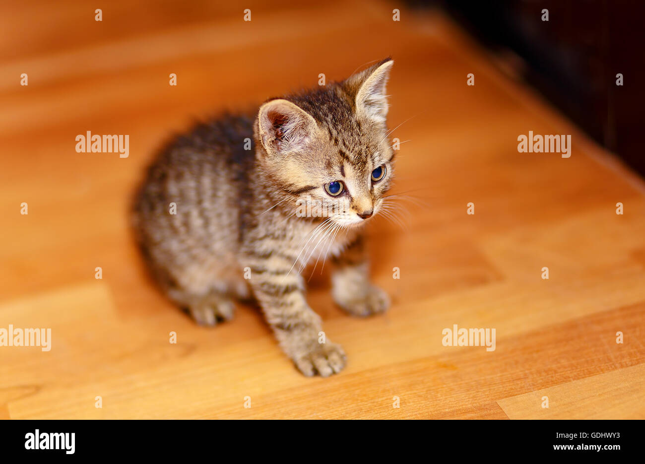 adorable sweet little kitty on wooden floor Stock Photo - Alamy