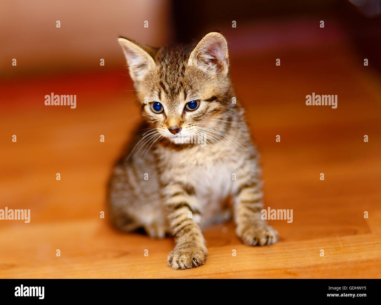 adorable sweet little kitty on wooden floor Stock Photo - Alamy