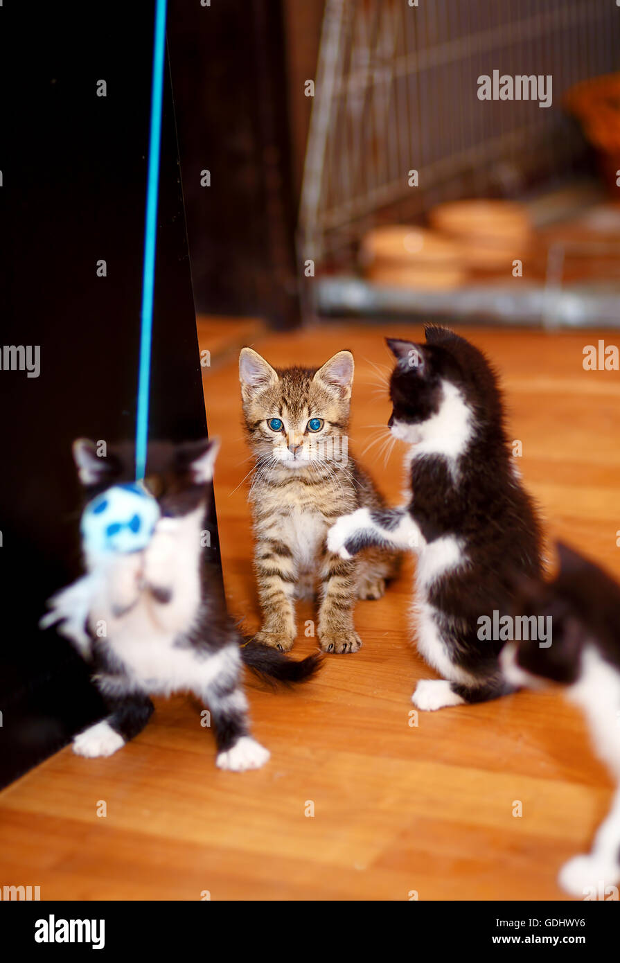 sweet little baby kittens playing together with a toy Stock Photo - Alamy