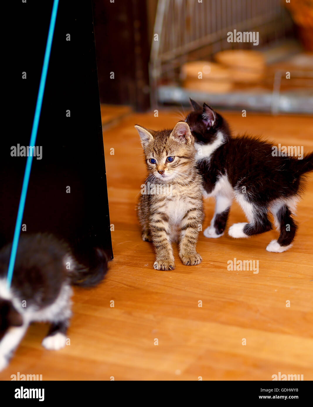sweet little baby kittens playing together with a toy Stock Photo - Alamy