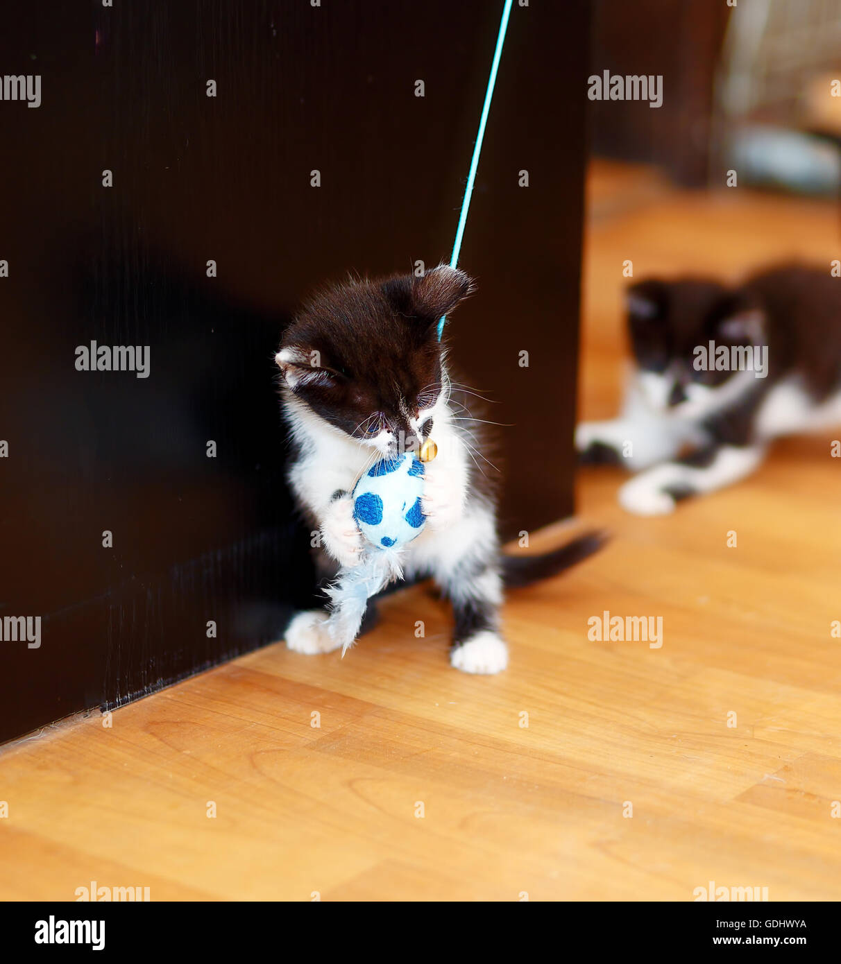 sweet little baby kittens playing together with a toy Stock Photo - Alamy