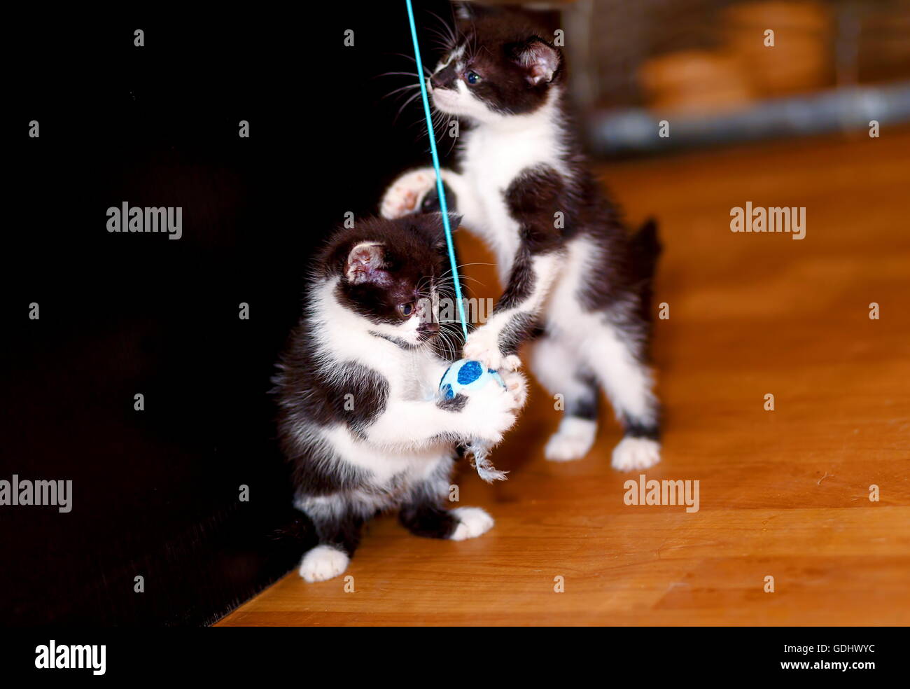 sweet little baby kittens playing together with a toy Stock Photo - Alamy