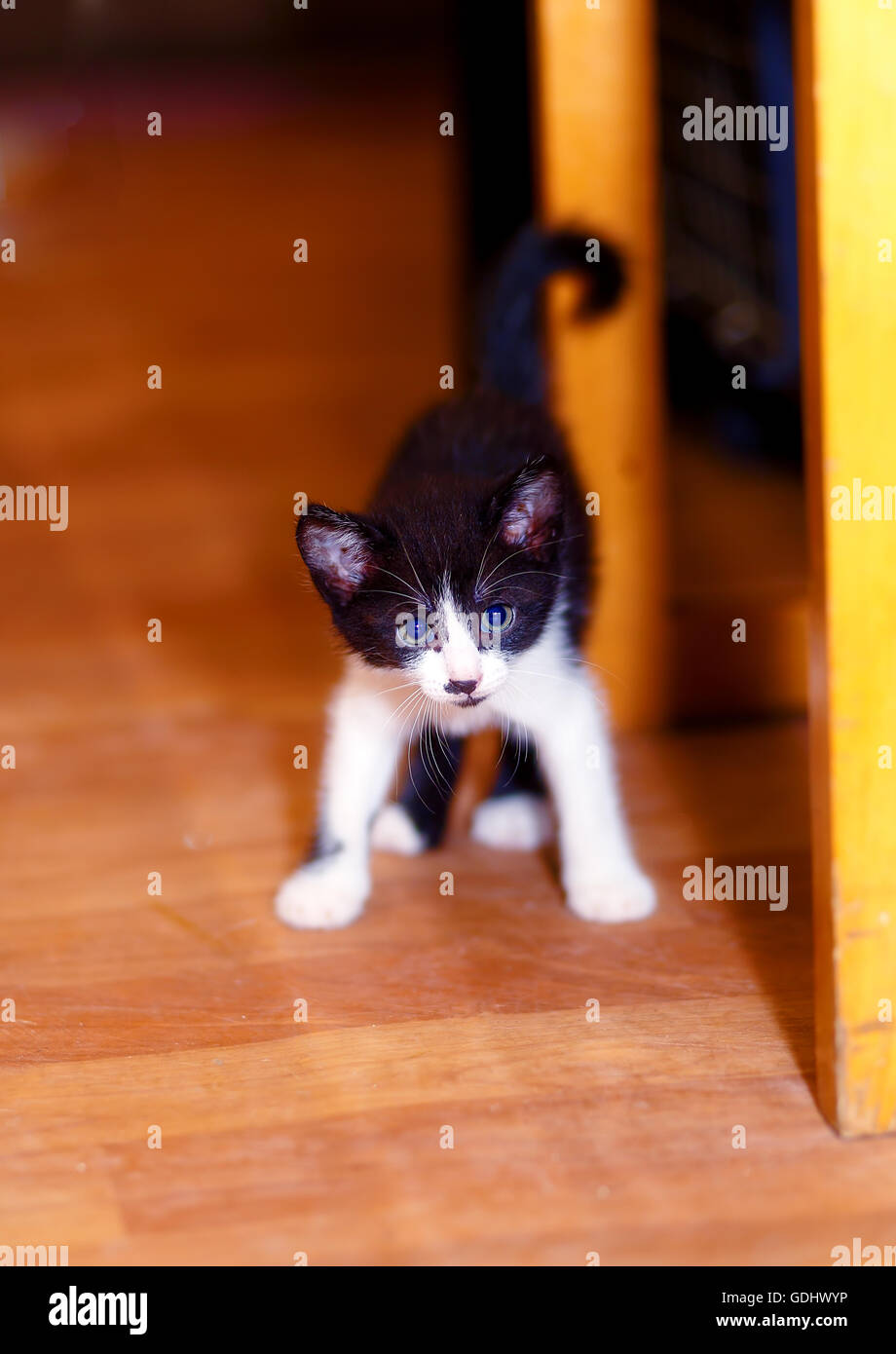 adorable sweet little kitty on wooden floor Stock Photo - Alamy