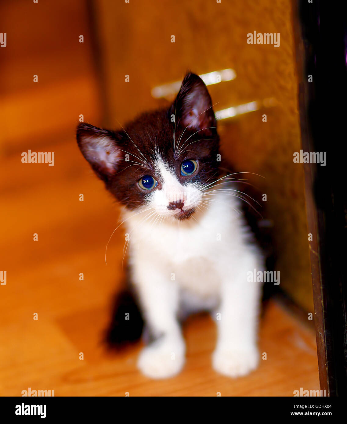 adorable sweet little kitty on wooden floor Stock Photo - Alamy