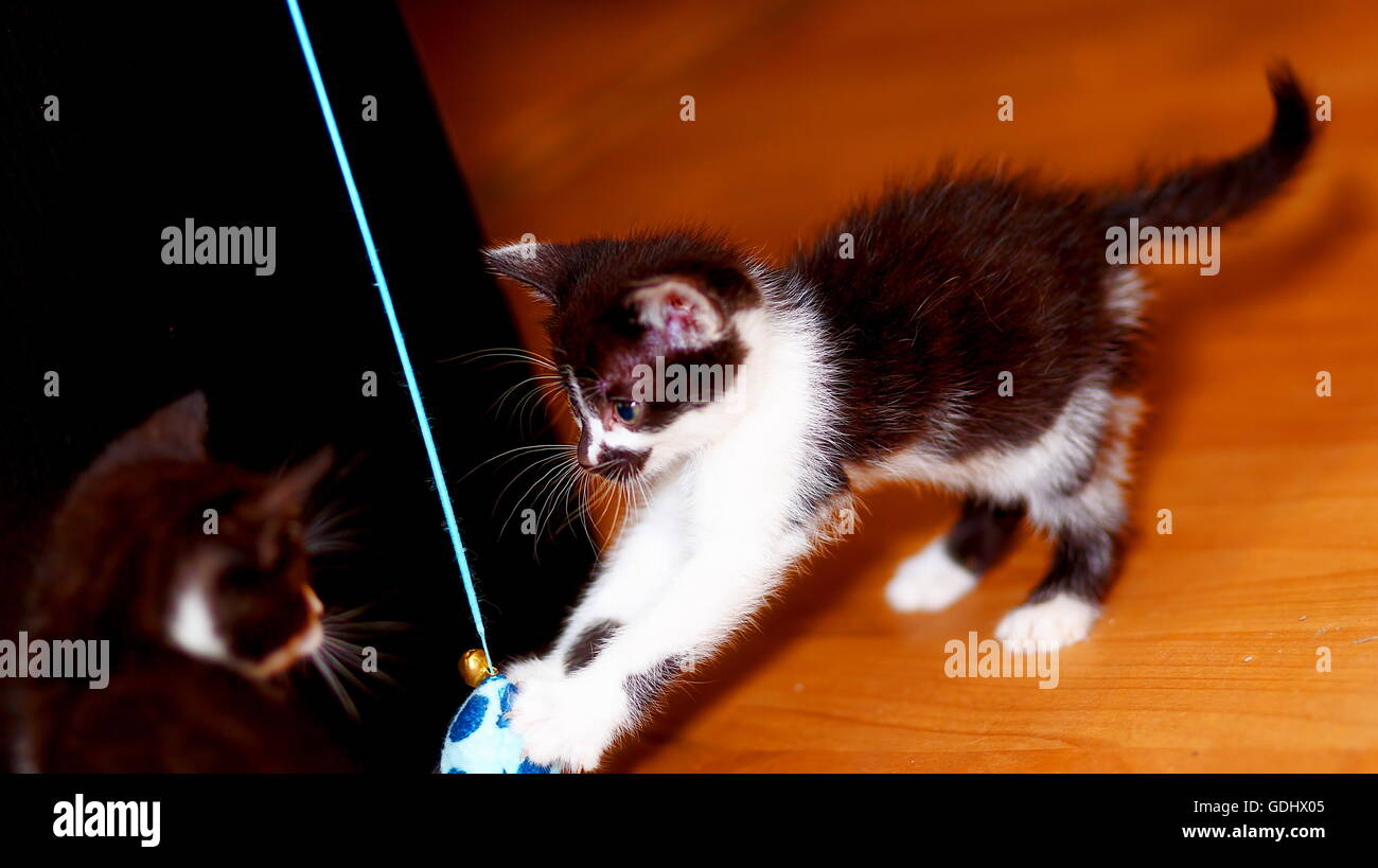 sweet little baby kittens playing together with a toy Stock Photo - Alamy
