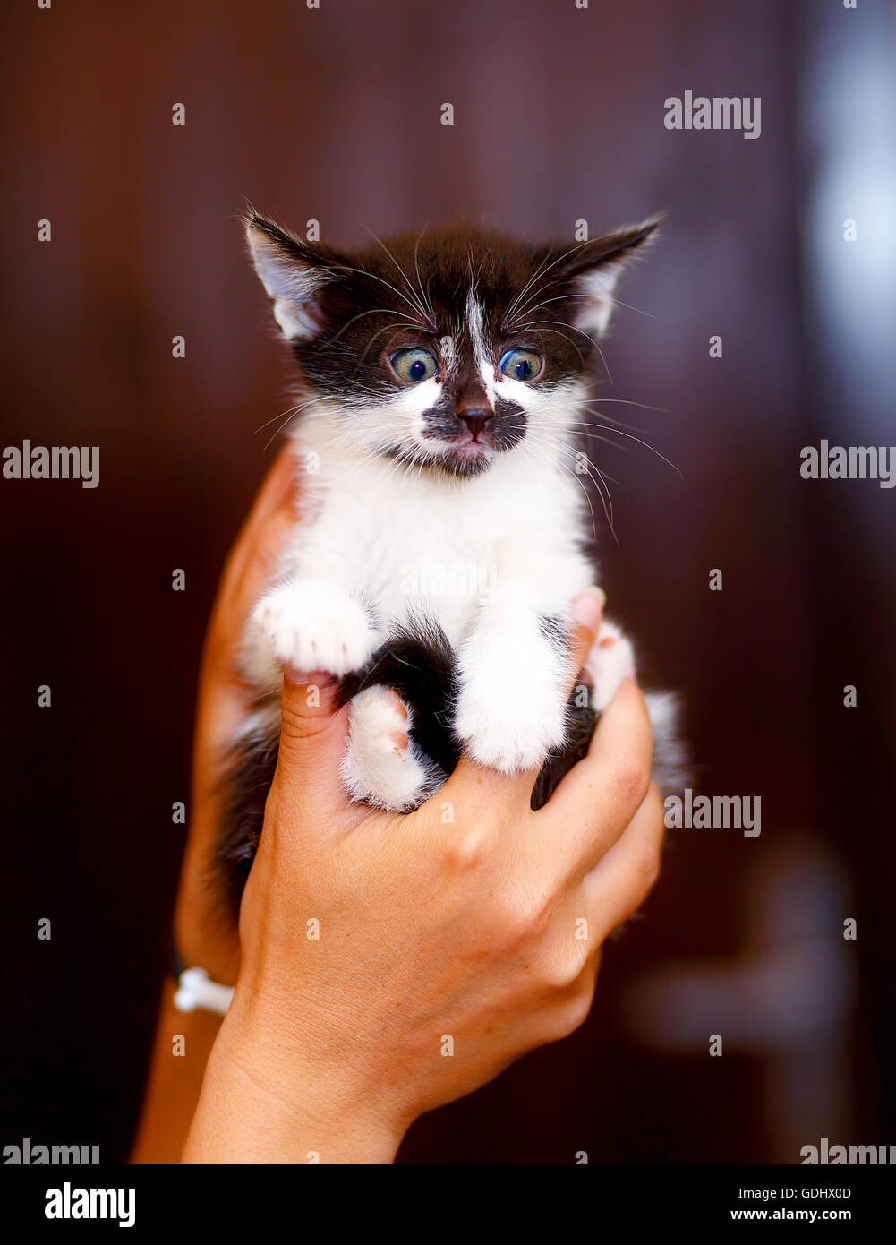 frightened sweet little kitty in hands of young girl Stock Photo - Alamy