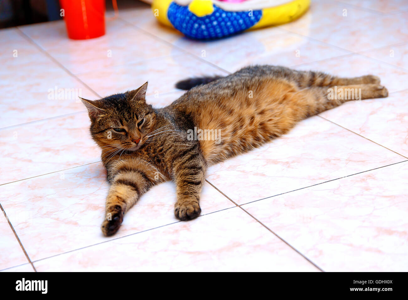 beautiful stripped cat lying down on a marmor floor Stock Photo - Alamy
