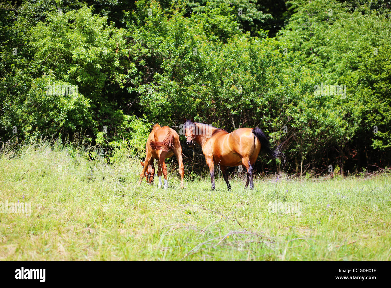 Grassing the lawn hi-res stock photography and images - Alamy