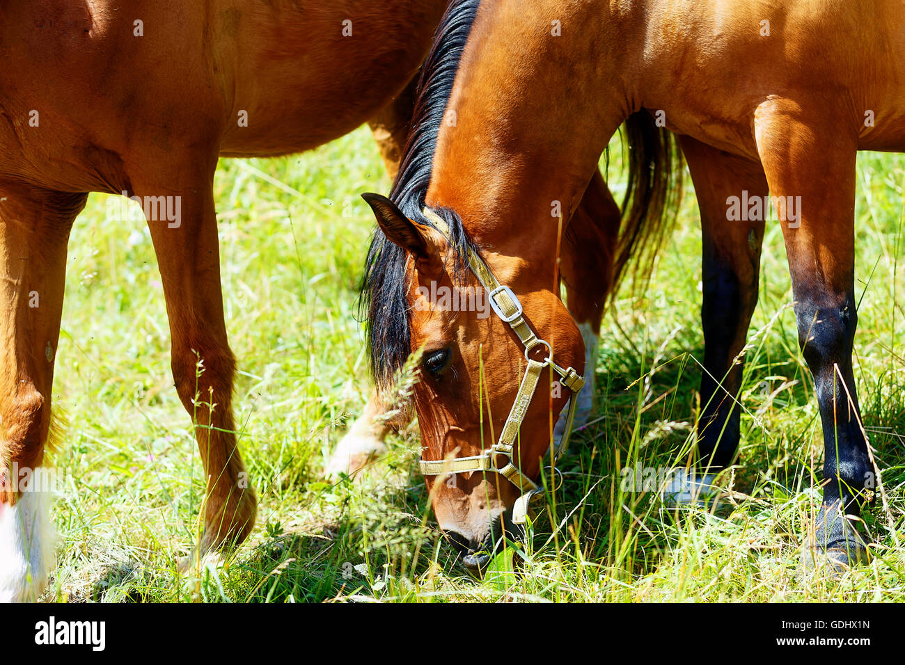 Grassing the lawn hi-res stock photography and images - Alamy