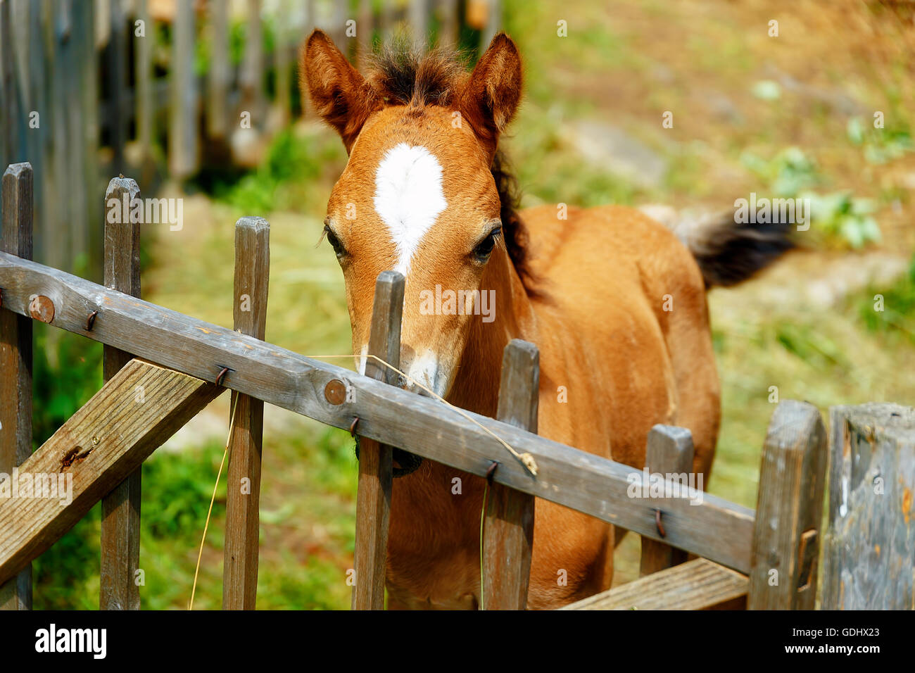little adorable brown baby foal behind a wooden fence Stock Photo - Alamy
