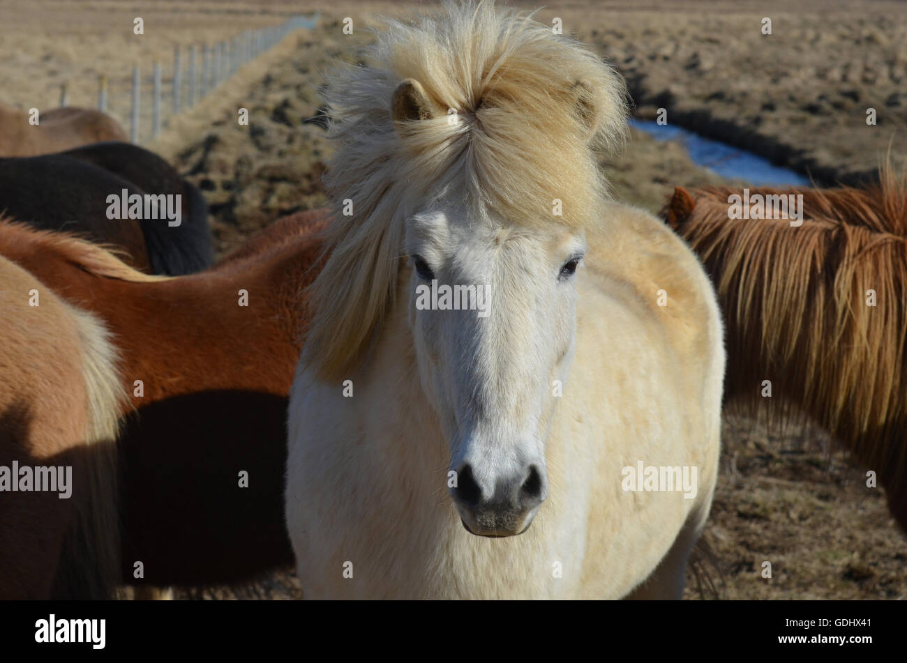 Gorgeous wind blown white Icelandic horse with his forelock standing ...