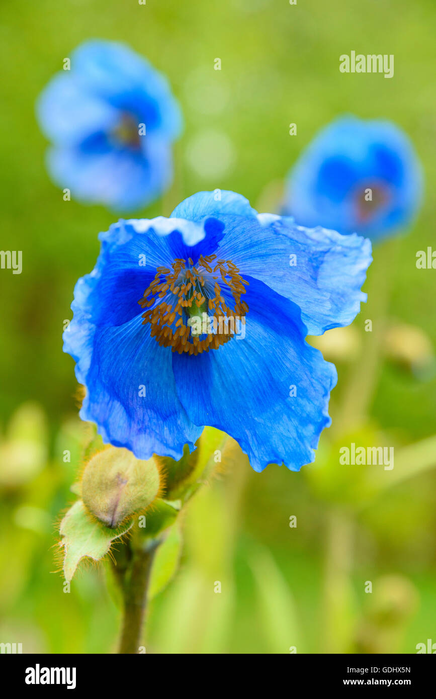 Blue Poppy, Meconopsis Crewdson Hybrid, garden flower Stock Photo - Alamy